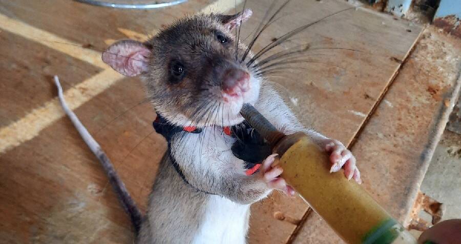 These 'Hero Rats Are Being Trained To Rescue Earthquake Survivors