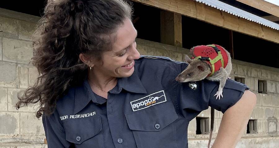 These 'Hero Rats Are Being Trained To Rescue Earthquake Survivors