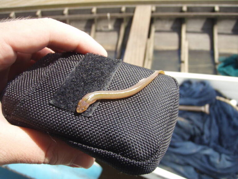 Candiru: The Amazonian Fish That Can Swim Up Your Urethra