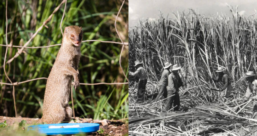 The Mongoose In Hawaii And The Catastrophe It’s Caused
