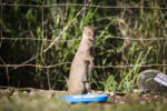The Mongoose In Hawaii And The Catastrophe It’s Caused