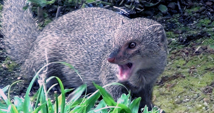 The Mongoose In Hawaii And The Catastrophe It’s Caused