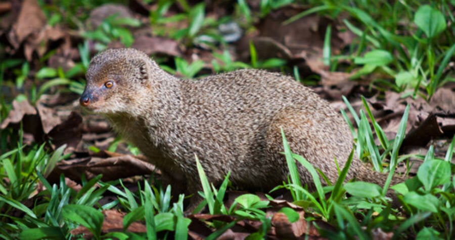 The Mongoose In Hawaii And The Catastrophe It’s Caused