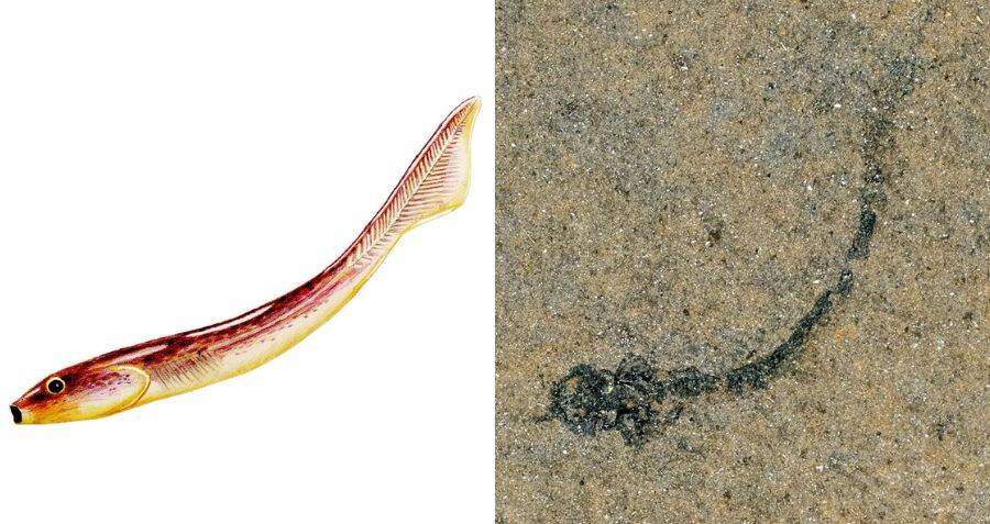 This Prehistoric Toothless Eel May Be Humans' Earliest Known Ancestor