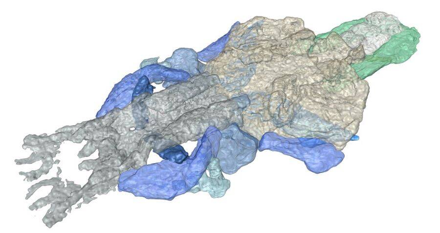This Prehistoric Toothless Eel May Be Humans' Earliest Known Ancestor