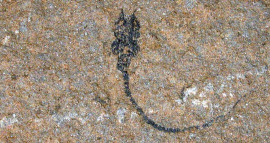 This Prehistoric Toothless Eel May Be Humans' Earliest Known Ancestor