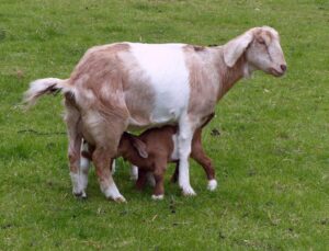 Meet Simba, The Goat With Ears So Long He Might Set A Record