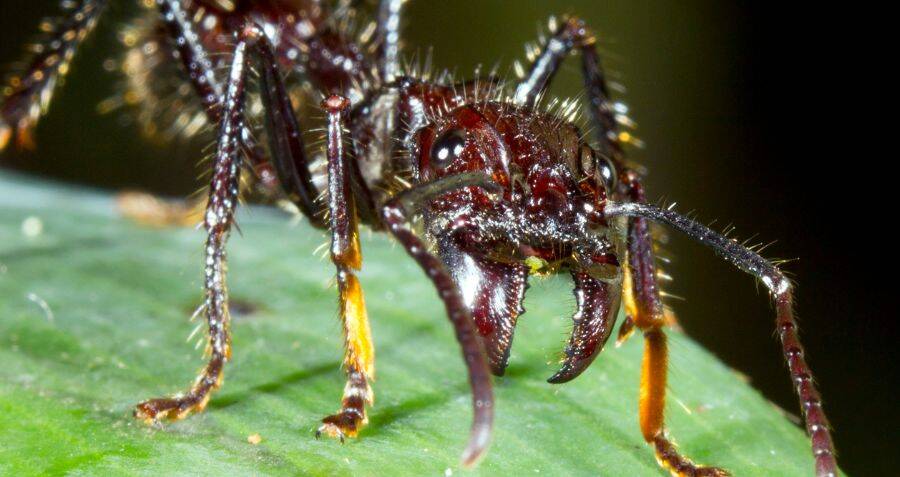 Bullet Ant, The Creature With The World's Most Painful Sting