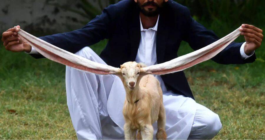 Meet Simba, The Goat With Ears So Long He Might Set A Record