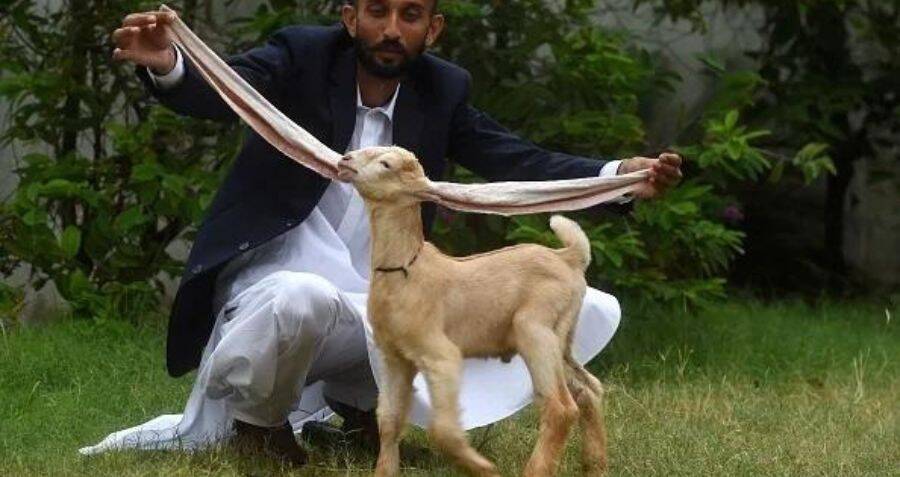 Meet Simba, The Goat With Ears So Long He Might Set A Record