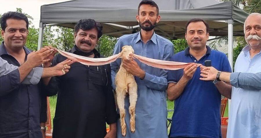 Meet Simba, The Goat With Ears So Long He Might Set A Record