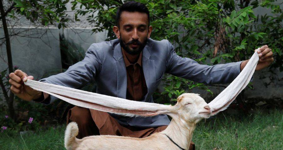 Meet Simba, The Goat With Ears So Long He Might Set A Record