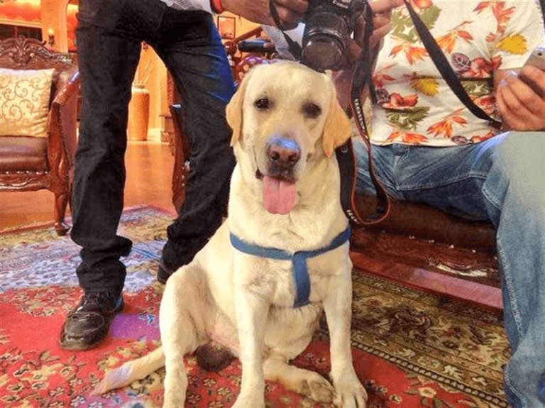 The Story Of Zanjeer, The Heroic Bomb-Detecting Dog Of India