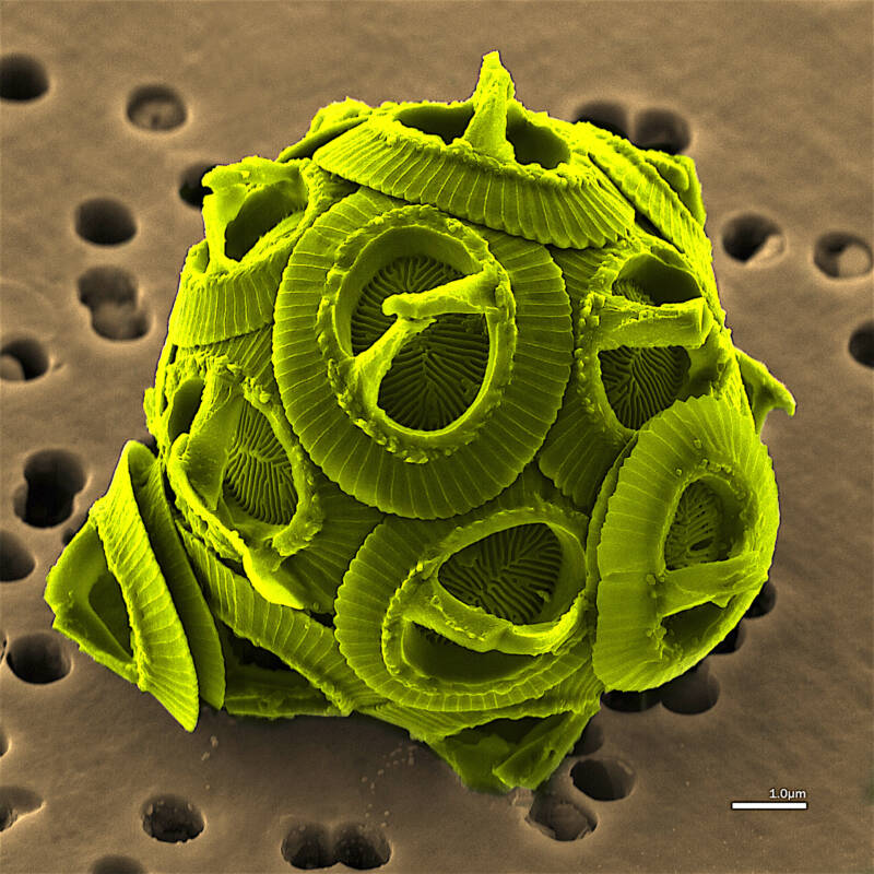 44 Electron Microscope Images That Bring The Invisible To Life