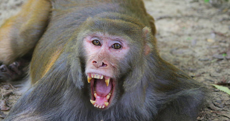 Member Of Violent 'Monkey Gang' Euthanized In Japan