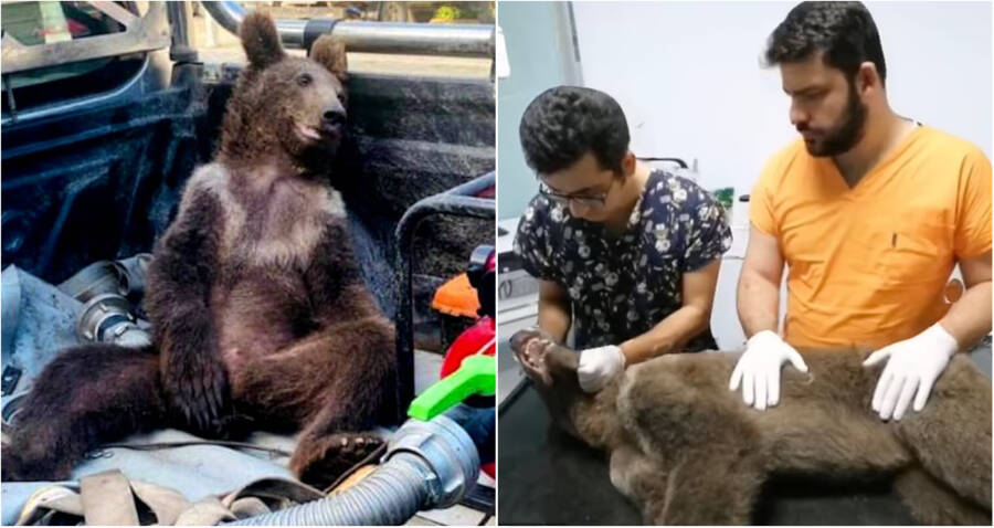 Balkiz, The Bear Who Accidentally Ate Too Much 'Mad Honey'