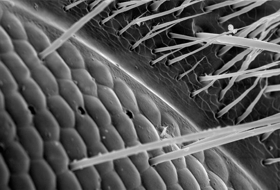44 Electron Microscope Images That Bring The Invisible To Life