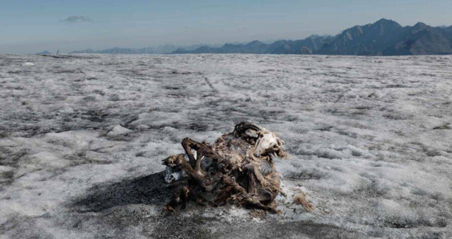 500-Year-Old Mummified 'Goatelope' Found In A Melting Glacier