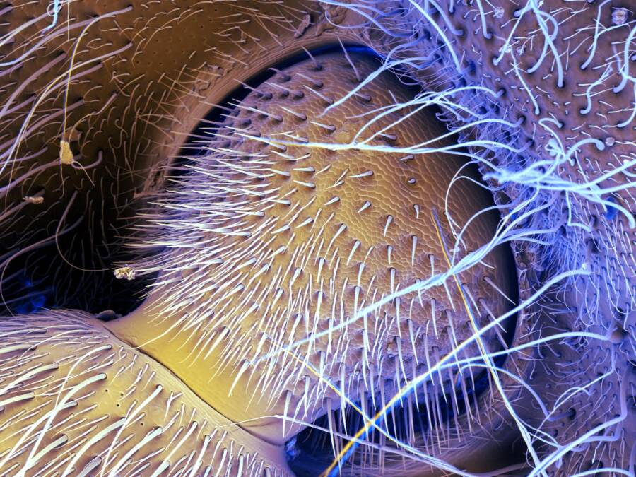44 Electron Microscope Images That Bring The Invisible To Life