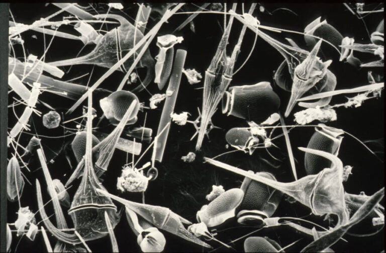 44 Electron Microscope Images That Bring The Invisible To Life