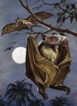Meet The Hammer-Headed Bat, The Largest Megabat In Africa