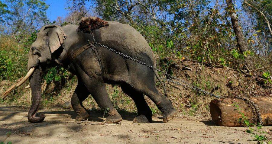 Elephant Forced To Work In Extreme Heat Rips Its Handler In Two