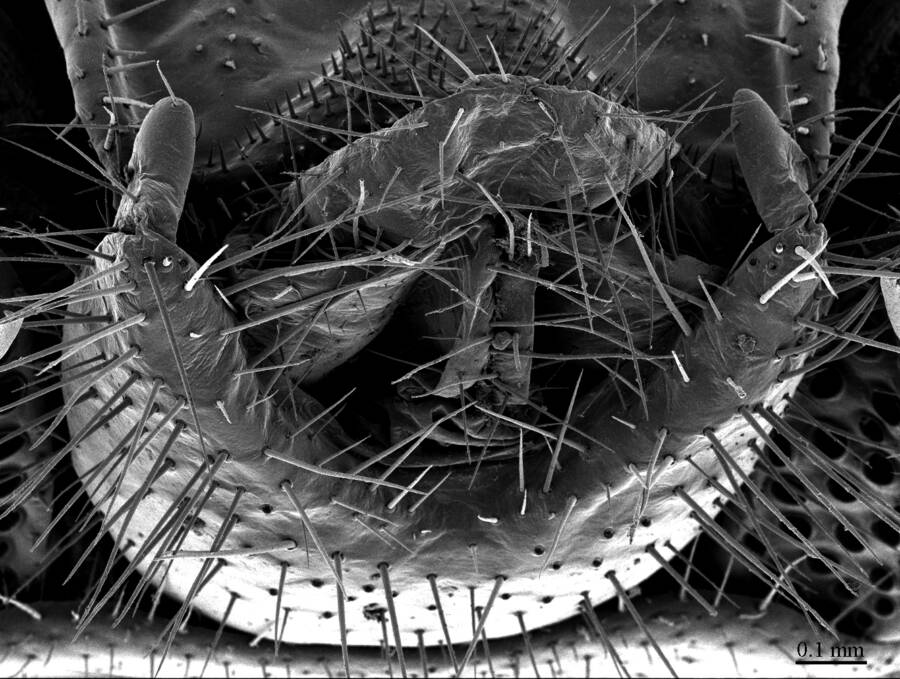 44 Electron Microscope Images That Bring The Invisible To Life