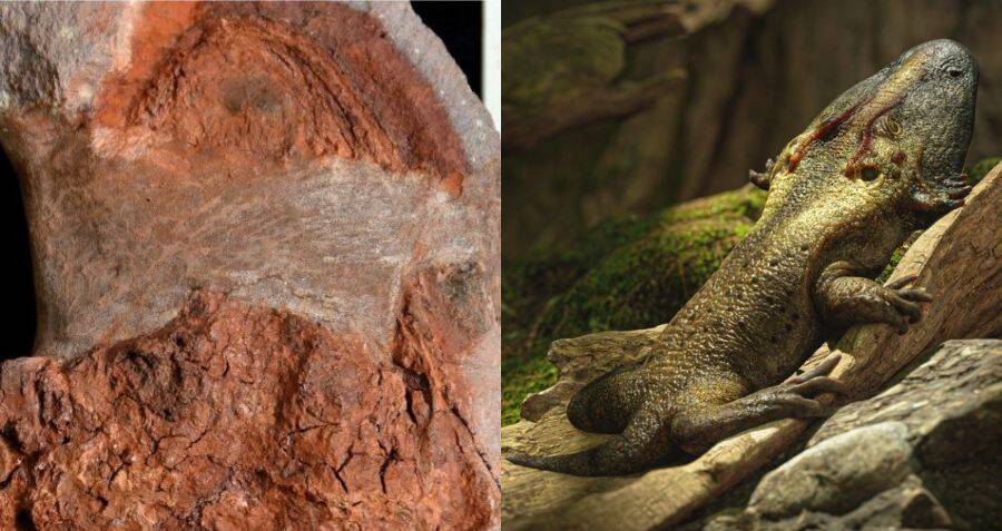 German Scientists Identify Ancient Giant-Headed Amphibian