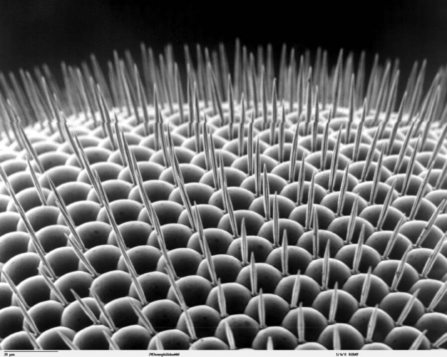 44 Electron Microscope Images That Bring The Invisible To Life
