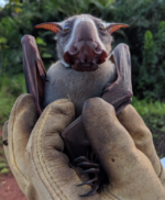 Meet The Hammer-Headed Bat, The Largest Megabat In Africa