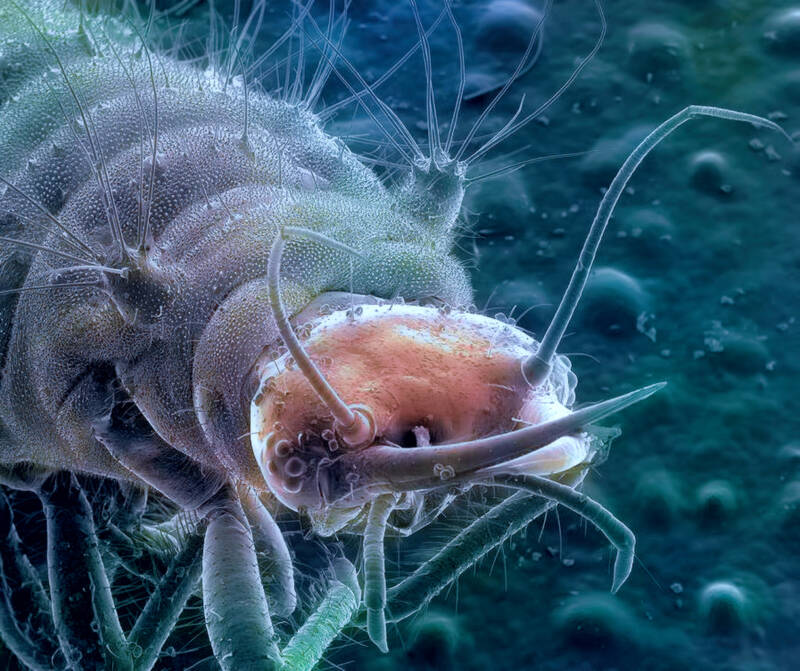 44 Electron Microscope Images That Bring The Invisible To Life