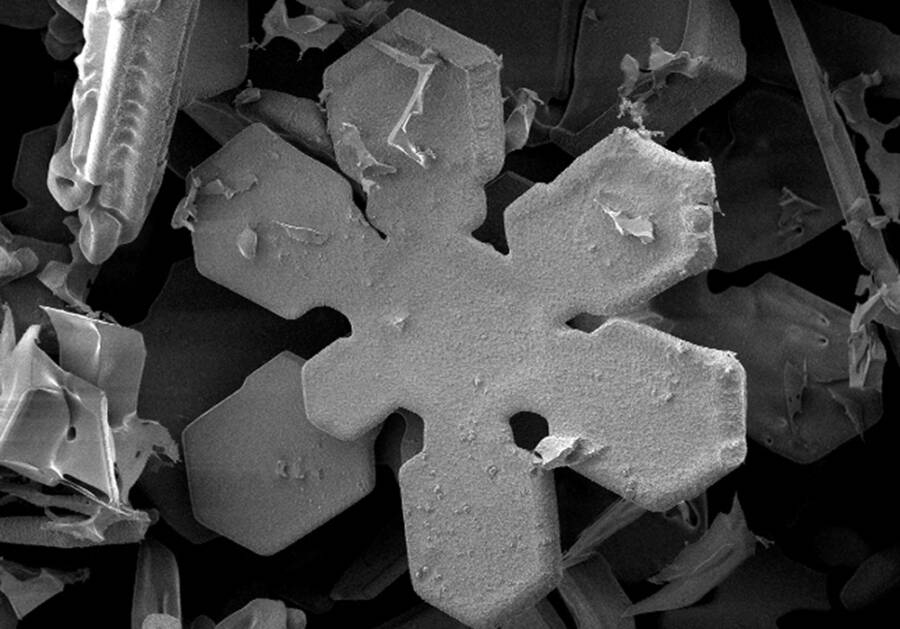 44 Electron Microscope Images That Bring The Invisible To Life