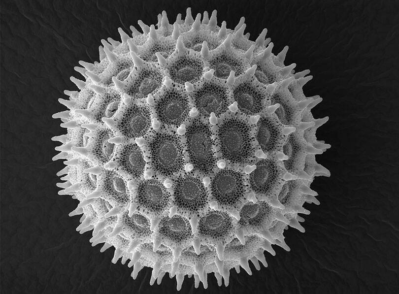 44 Electron Microscope Images That Bring The Invisible To Life