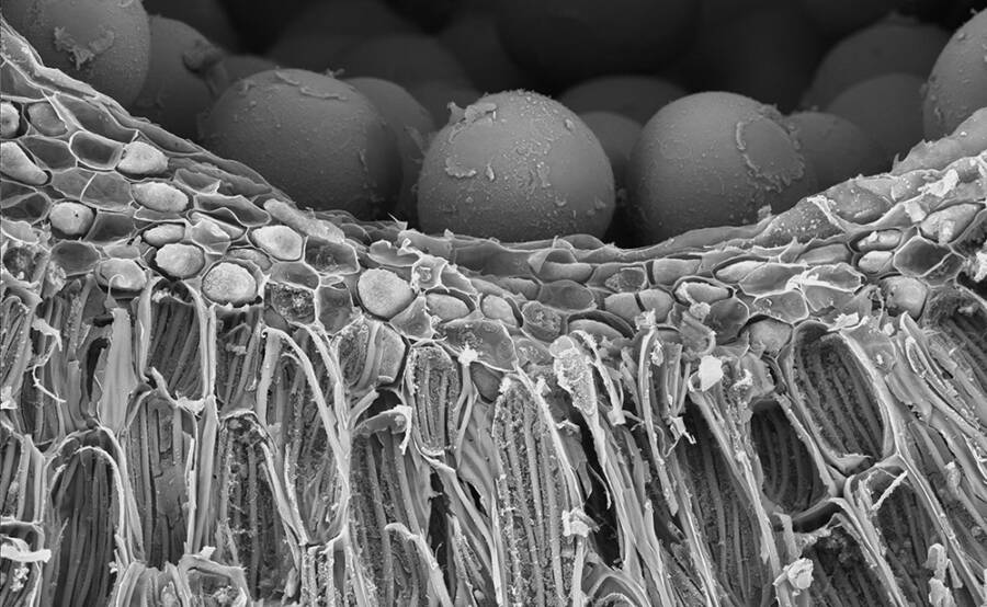 44 Electron Microscope Images That Bring The Invisible To Life