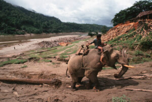 Elephant Forced To Work In Extreme Heat Rips Its Handler In Two