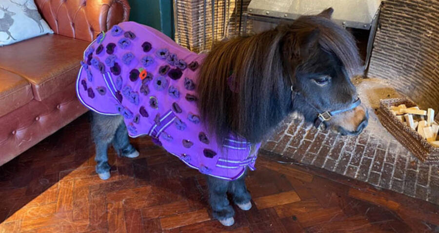 Meet Patrick, The Beer-Drinking Pony Mayor Of An English Village