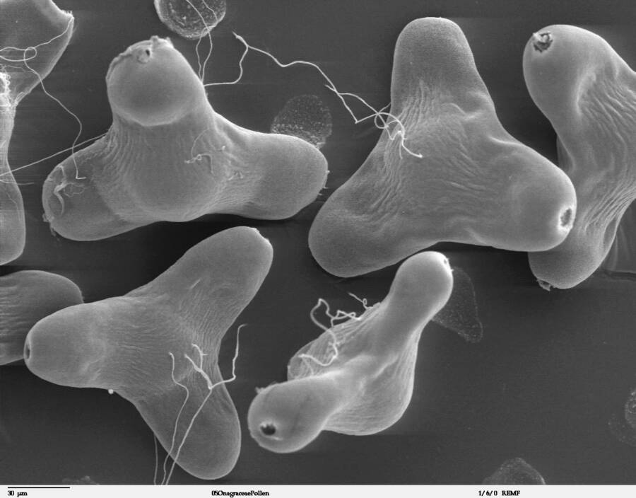 44 Electron Microscope Images That Bring The Invisible To Life