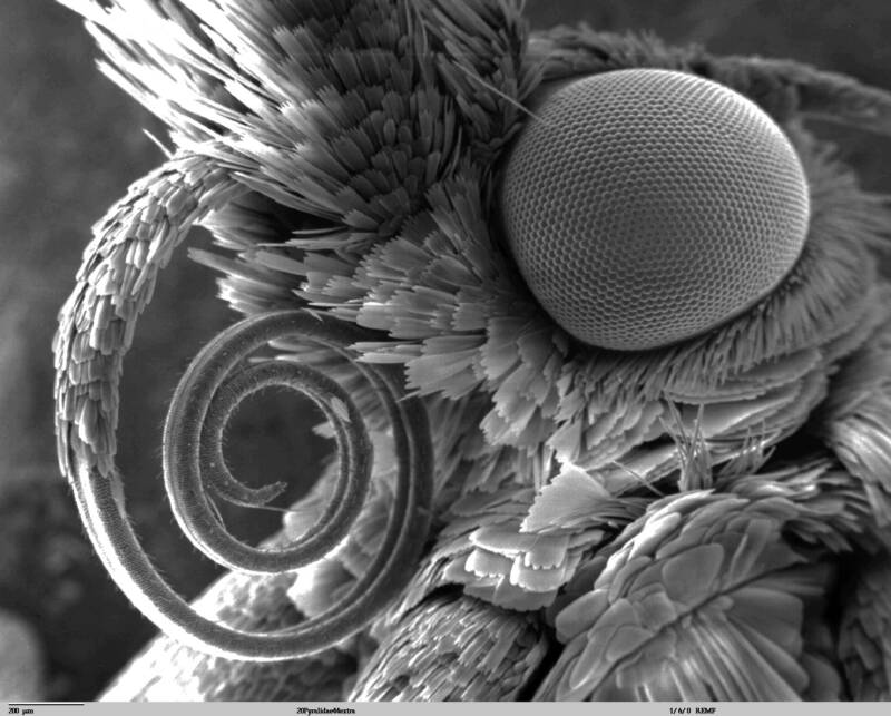 44 Electron Microscope Images That Bring The Invisible To Life