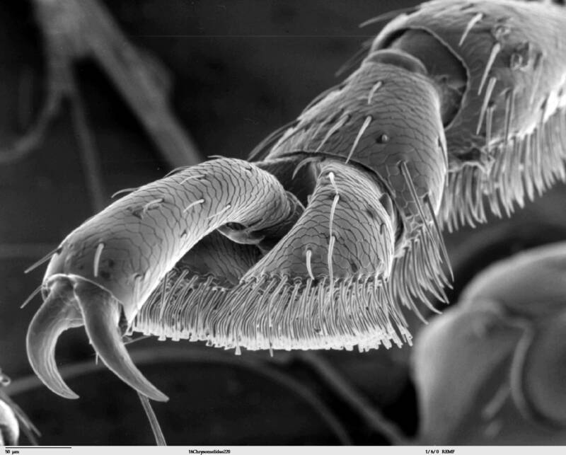44 Electron Microscope Images That Bring The Invisible To Life