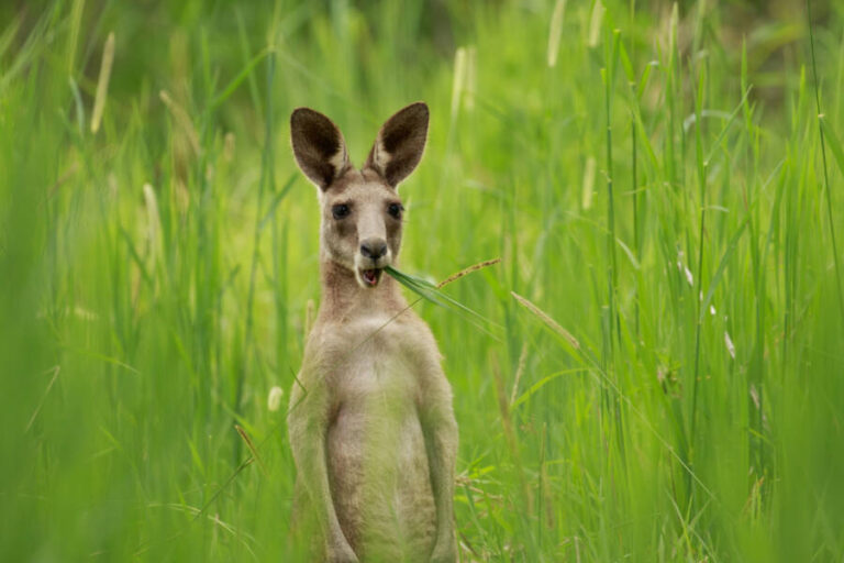Tiny Australian Town Maaroom Terrorized By Gang Of Kangaroos