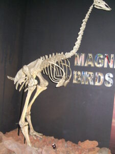 Meet The Elephant Bird, A Giant, Extinct Ostrich-Like Creature