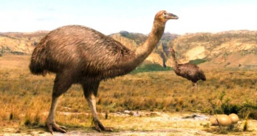 Elephant Bird: The Largest Bird To Ever Live