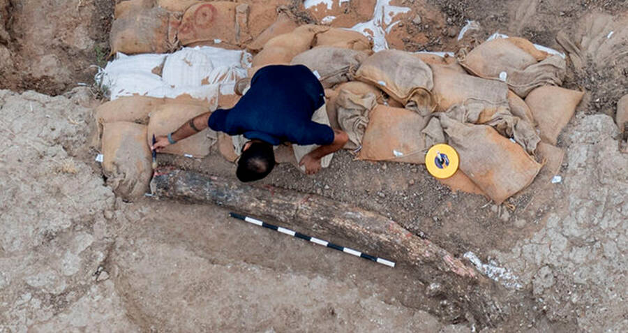 Archaeologists Unearth 500,000-Year-Old Elephant Tusk In Israel