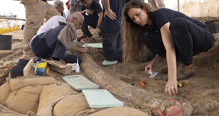 Archaeologists Unearth 500,000-Year-Old Elephant Tusk In Israel