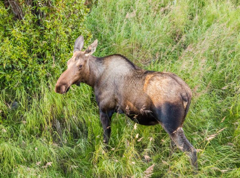 Colorado Hunter Severely Injured After Being Gored By A Moose