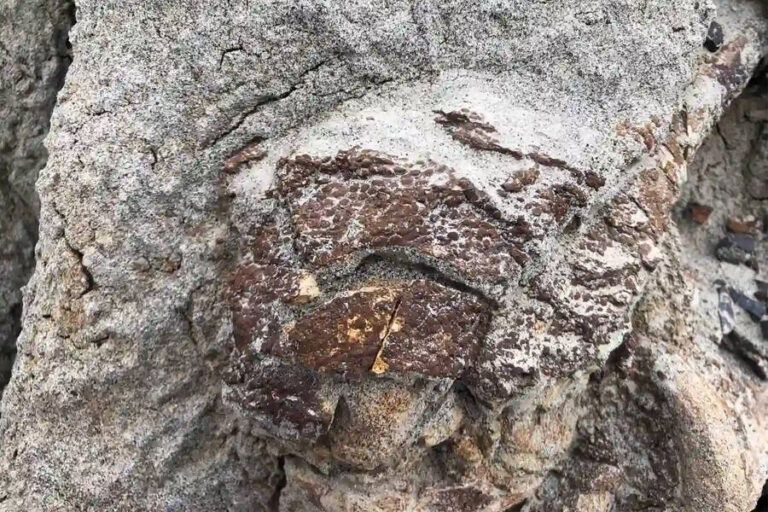 Duck-Billed Dinosaur Fossil Could Be Complete Skeleton With Skin