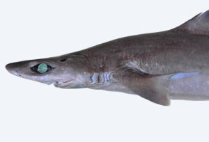 'Nightmare' Shark With A Human-Like Smile Caught In Australia