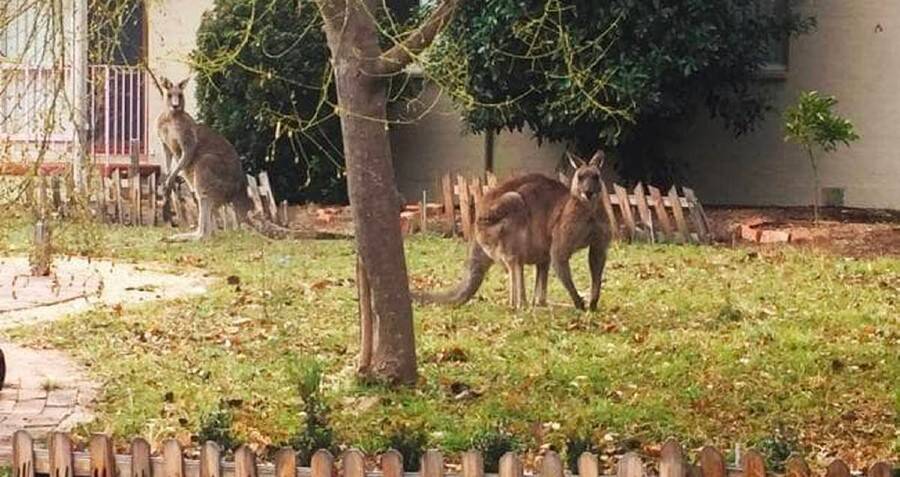 Tiny Australian Town Maaroom Terrorized By Gang Of Kangaroos