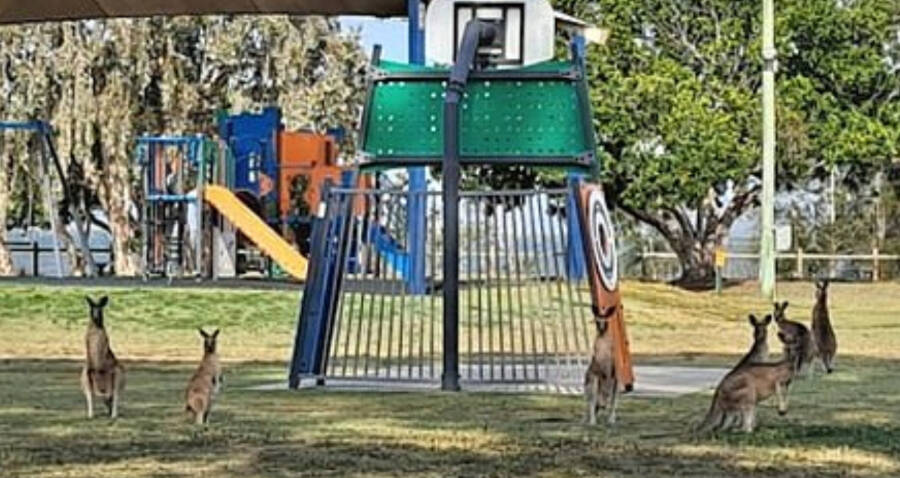Tiny Australian Town Maaroom Terrorized By Gang Of Kangaroos