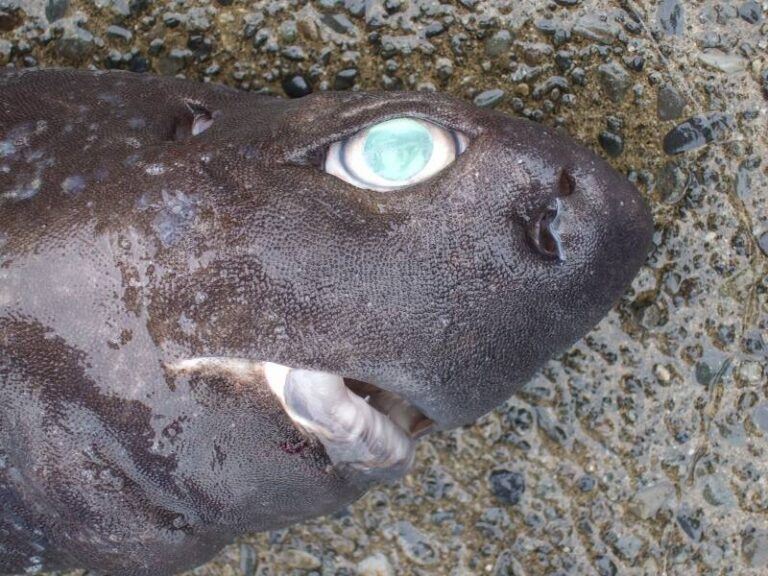 'Nightmare' Shark With A Human-Like Smile Caught In Australia